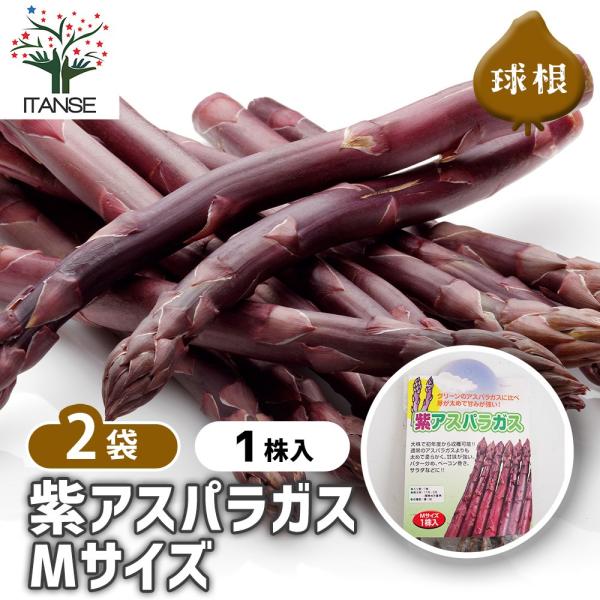 【品種特徴】 グリーンアスパラガスに比べて芽が太めで柔らかく、甘みが強いのが特徴です。 アントシアニンを豊富に含みますが、加熱すると緑色に変わります。サラダなどで生のまま楽しむと、きれいな紫色を活かせます。 お届けするのは、初年度から収穫が...