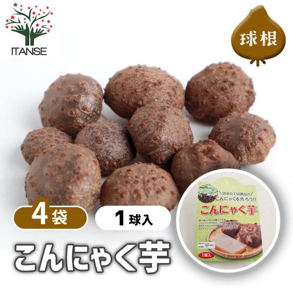 【品種特徴】 ご家庭で「こんにゃく作り」が楽しめる、こんにゃく芋の種芋です。 春に植え付けて秋に収穫したお芋から、出来たての手作りこんにゃくを作ってみませんか？ 市販品とはひと味もふた味も違う、ぷりぷりで風味豊かなこんにゃくの美味しさは格別...