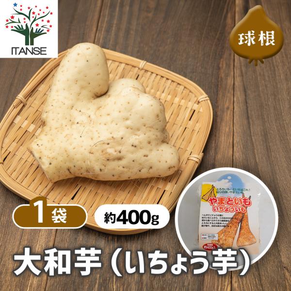 【品種特徴】「とろろいもといえばこれ！」と言われる、粘りの強さが自慢のやまといもの代表格です。平たくてイチョウの葉に似た形から「いちょう芋」とも呼ばれます。すりおろすと非常に粘りが強く、濃厚な味わいのとろろが楽しめます。揚げ物やお好み焼きの...