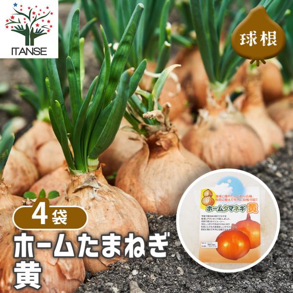 【品種特徴】 秋に植えて年内に収穫できる、栽培しやすいセット球です。 甲高で艶のある黄タマネギで、肉厚で柔らかくジューシーな食感が楽しめます。 甘みがしっかりしていて辛みが少ないので、生のままサラダにするのもおすすめです。 カレーやシチュー...