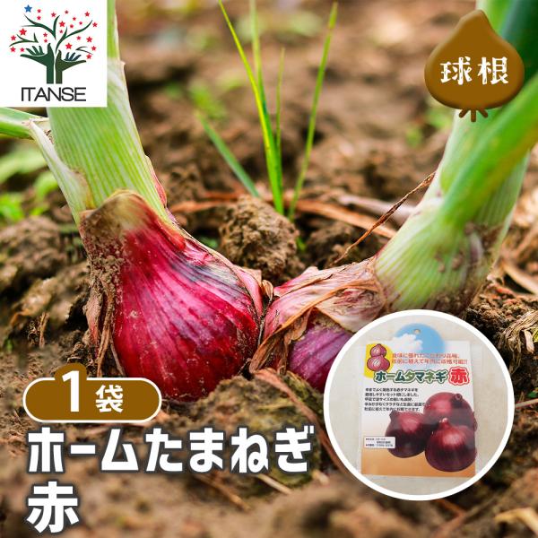 【品種特徴】 秋に植えて年内に収穫できる、栽培しやすいセット球です。 中までよく発色する赤タマネギで、甲高で球揃いも良好です。 辛みが少なく、彩りが良いため、生のままサラダにするのが最適です。 もちろん、カレーやシチューなどの煮込み料理にも...