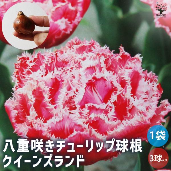 豪華な八重咲きチューリップです。ピンクの花びらに、白い細かなフリンジが入る品種で、とっても華やかに見えます。【検索キーワード】花の球根 球根 花球根 チューリップ クイーンズランド チューリップの球根 チューリップ球根 ピンク フリンジ 育...