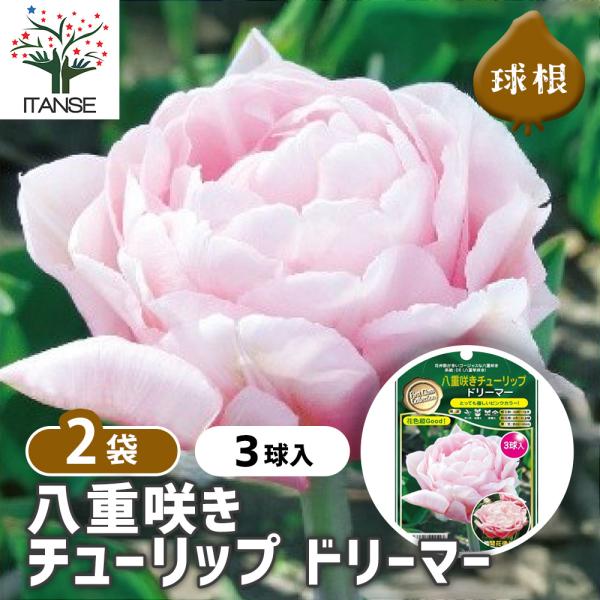 【品種特徴】ドリーマーは、ペオニー(シャクヤク)のような華やかさが魅力の八重早咲きチューリップです。淡いアップルブロッサムピンクの花びらが幾重にも重なり、まるで春の夢を描いたかのような優雅な姿を見せます。草丈はやや控えめながら、花そのものが...