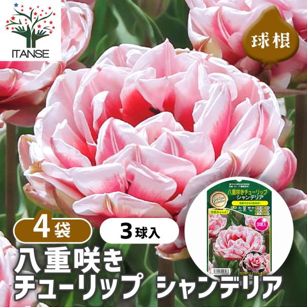 【品種特徴】シャンデリアは、濃い赤紫に白覆輪の美しい八重咲き大輪チューリップです。その豪華で絢爛とした花姿は、シャクヤクのような豊かな立体感を庭や鉢植えに演出します【検索キーワード】八重咲き チューリップ シャンデリア tulip 一重咲き...