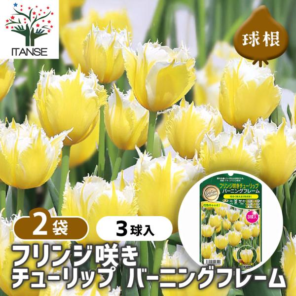 【品種特徴】バーニングフレームは、独特で魅力的なフリンジ咲きチューリップです。黄地に白い「炎」のような模様が入り、花びらの縁に控えめなフリンジ(切れ込み)があります。花姿は柔らかく、幻想的な雰囲気があります【検索キーワード】フリンジ咲き チ...