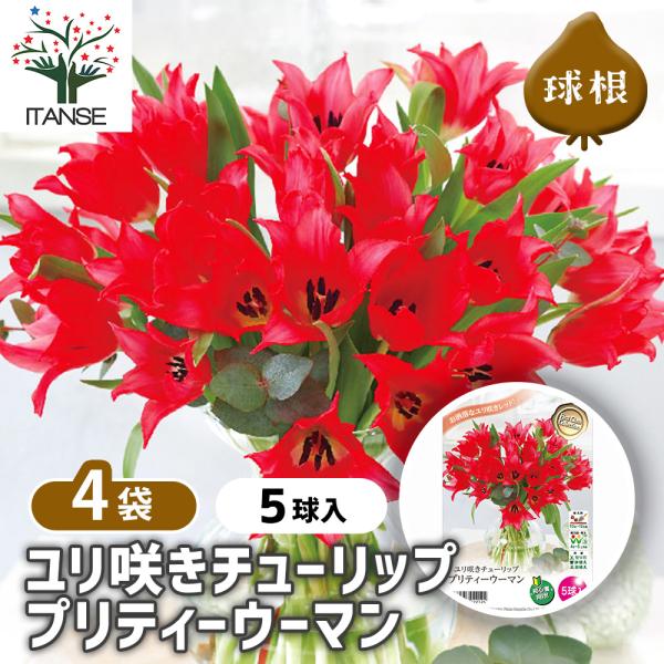 【品種特徴】プリティーウーマンは、ユリ咲きチューリップの代表的な品種です。深い赤色の花弁がエレガントに開き、花弁の先端がほのかに反る優雅なフォルムが印象的。春の庭に華やかなアクセントを添える一輪です【検索キーワード】ユリ咲き チューリップ ...