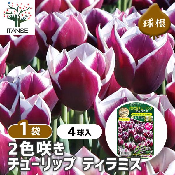【品種特徴】ティラミスは、花弁の基部がクリームホワイトと先端に向かって濃いレッドブラウンやワインレッドがグラデーション状に入る、デザートのティラミスを思わせる独特の色合いが特徴のチューリップです。咲き進むにつれて色のコントラストが変化し、観...