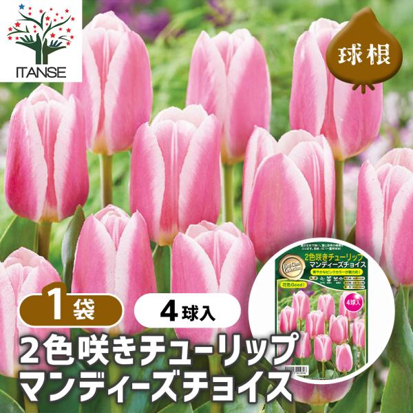 【品種特徴】 マンディーズチョイスは、一重早咲き系に分類されるチューリップで、柔らかなローズピンクの花弁にシルバーホワイトの覆輪が入る上品な色合いが特徴です。 咲き進むにつれて花色がアプリコット調に変化し、時期によって異なる表情を楽しめます...