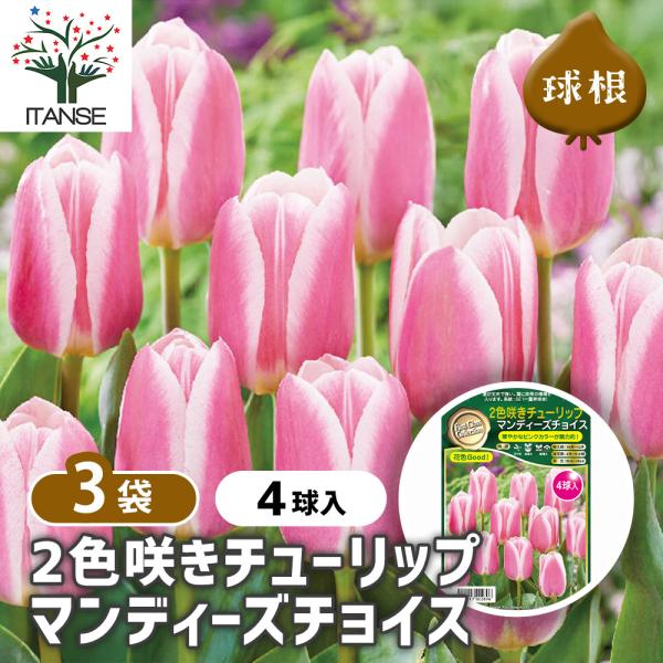 【品種特徴】 マンディーズチョイスは、一重早咲き系に分類されるチューリップで、柔らかなローズピンクの花弁にシルバーホワイトの覆輪が入る上品な色合いが特徴です。 咲き進むにつれて花色がアプリコット調に変化し、時期によって異なる表情を楽しめます...