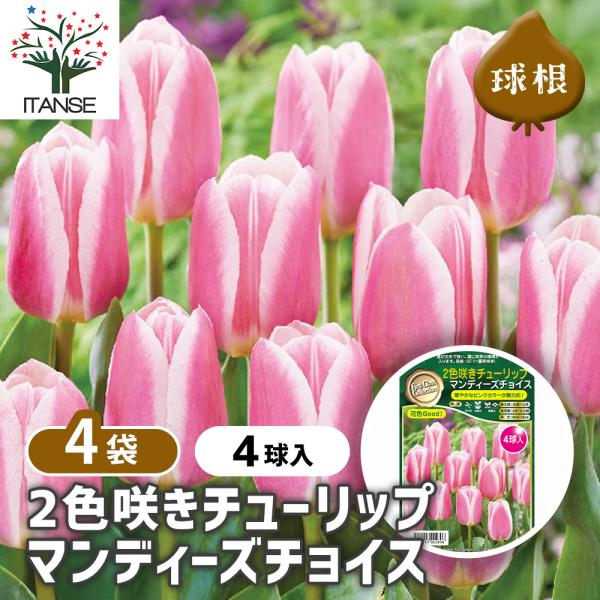 【品種特徴】 マンディーズチョイスは、一重早咲き系に分類されるチューリップで、柔らかなローズピンクの花弁にシルバーホワイトの覆輪が入る上品な色合いが特徴です。 咲き進むにつれて花色がアプリコット調に変化し、時期によって異なる表情を楽しめます...