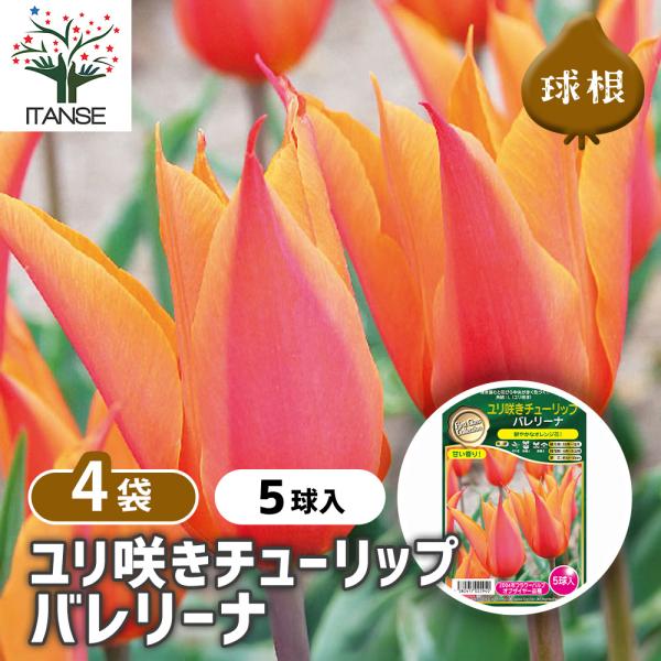 【品種特徴】バレリーナは、先端が鋭く尖った6枚の花びらと、鮮やかなオレンジの花色が特徴のチューリップです。長くとがった花びらが、シャープな印象で、シトラス系の爽やかな香りが楽しめます。花色は、鮮やかなオレンジを基調に、赤や黄色のグラデーショ...