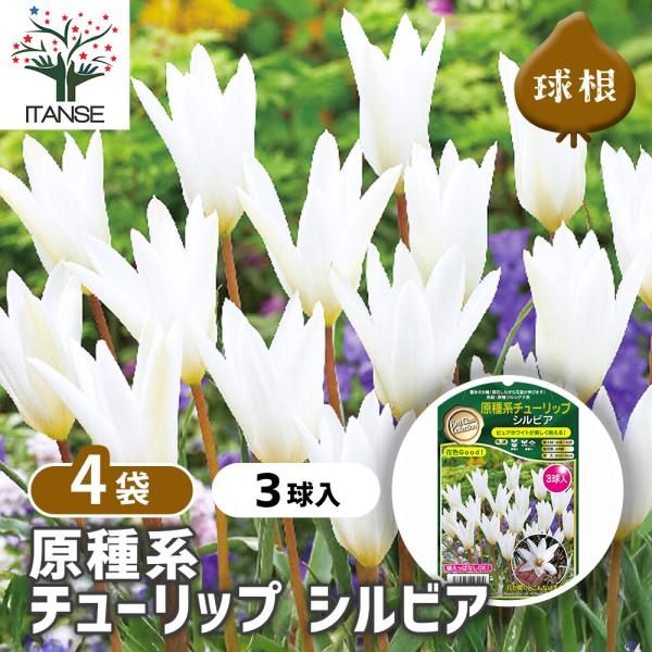 【品種特徴】シルビアは、純白の花が特徴の原種クルシアナ系チューリップです。花は小ぶりで可憐で、茎はシックなガーネット色が特徴的です。原種系ですが、花が開くと大きく大輪で、開花しながら花茎が伸びていきます。地植えにすると、2〜3年は植えっぱな...