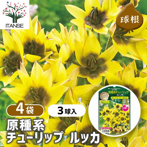 【品種特徴】 ルッカは、鮮やかな黄色の花が特徴の原種系チューリップです。 草丈が10〜20cm程と、とても小さくて可憐で、開花しながら花茎が伸びていきます。 地植えにすると、2〜3年は植えっぱなしでも開花するのが特徴です【検索キーワード】原...