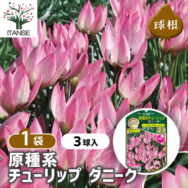 【品種特徴】ダニーク(ダニケ)は、白地にピンクの縁取りの花が美しい原種系チューリップです。草丈が10〜20cm程と、とても小さくて可憐で、開花しながら花茎が伸びていきます。地植えにすると、2〜3年は植えっぱなしでも開花するのが特徴です【検索...