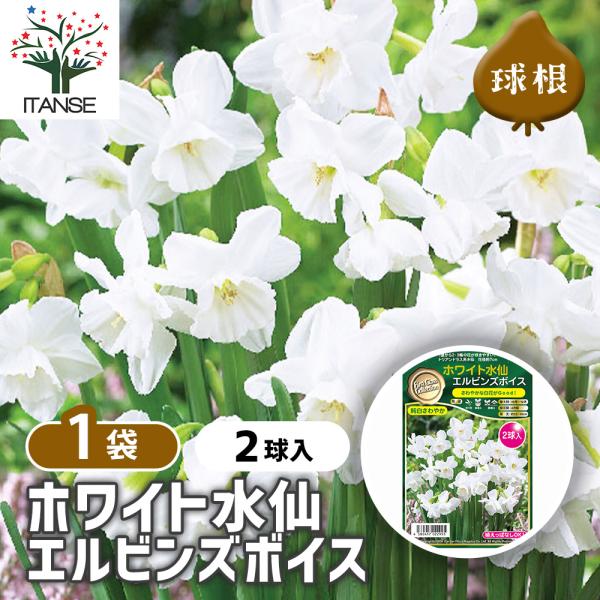 【品種特徴】エルビンズボイスは、トリアンドラス系の爽やかな白系の水仙で、1茎から2〜3本の花が咲きやすいのが特徴です。花径は約7cmで、草丈は25〜35cmと小型です。ほのかな香りも楽しめるため、花壇やコンテナ植え、切り花にも適しています【...