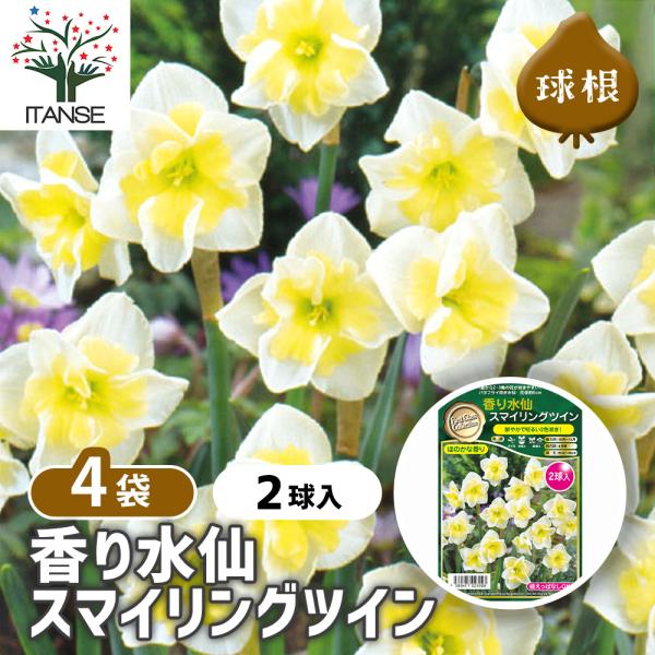 【品種特徴】スマイリングツインは、淡い黄色の花びらに、濃い黄色のフリルカップを持つバイカラーのバタフライ咲き水仙です。草丈は30〜40cm程度で、秋に植え付けて春に開花します。淡い黄色の花びらを縁取るように濃い黄色のフリルカップがアクセント...