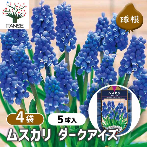 【品種特徴】ダークアイズは、濃いサファイアブルーの花色が魅力的な品種です。小さな壺形の花が房状に連なり、花の縁に白い縁取りが入ることで、鮮やかなブルーがより際立ちます。草丈は約15〜20cmとコンパクトで、鉢植えや庭植え、芝生やグラウンドカ...