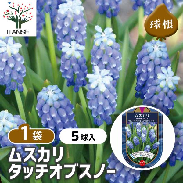 【品種特徴】青紫のグラデーションとトップの白色がとっても愛らしいムスカリです。まるで白い帽子をかぶっているみたいです。寄せ植えやロックガーデンに最適で、特にチューリップや水仙と相性が良いです。個性的な花壇が楽しめます！植えっぱなしでOKな球...