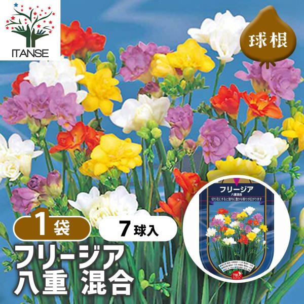 ※球数の内訳はなく、ランダムに詰め合わせておりますので品種指定などはできません。 【品種特徴】 八重咲きは、花びらが幾重にも重なり、ボリューム感と華やかさが特徴です。 見た目の存在感が強く、花壇や鉢植えでのアクセントに最適です。 花の香りも...