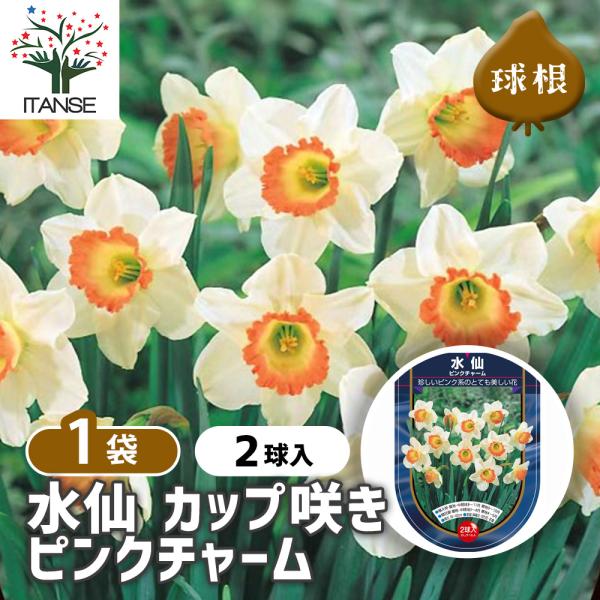 【品種特徴】ピンクチャームは、白からクリーム色の花びらにピンク系の大きなカップ(副花冠)が特徴の水仙です。草丈は30〜40cm程度で、秋に植え付けて春に開花します。サーモンピンクのカップ(副花冠)にはフリルがつき、お洒落なドレスのような印象...