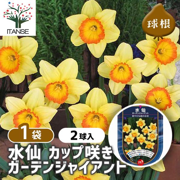 【品種特徴】ガーデンジャイアントは、イエローの花びらに濃いイエロー〜オレンジ色の大きなカップ(副花冠)が特徴の水仙です。草丈は30〜40cm程度で、秋に植え付けて春に開花します。イエロー系のカップ(副花冠)には濃いオレンジ色のフリルがつき、...