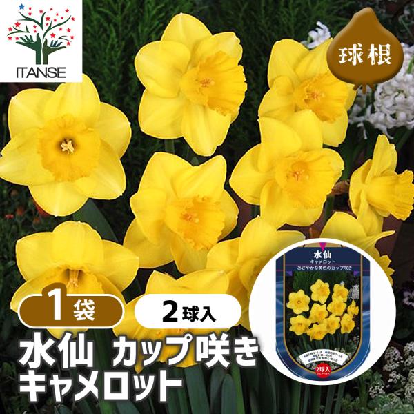 【品種特徴】キャメロットは、黄色の花びらに黄色の大きなカップ(副花冠)が特徴の水仙です。草丈は30〜40cm程度で、秋に植え付けて春に開花します。明るい黄色のカップ(副花冠)にはフリルがつき、お洒落なドレスのような印象で、庭や鉢植えを華やか...