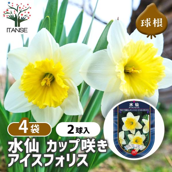 【品種特徴】 アイスフォリスは、白い花びらにレモンイエローの大きなカップ(副花冠)が特徴の水仙です。 草丈は30〜45cm程度で、秋に植え付けて春に開花します。 レモンイエローのカップ(副花冠)にはフリルがつき、咲き進むと白っぽく変化します...