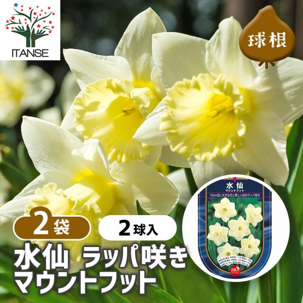 【品種特徴】 マウントフットは、純白の花びらが美しいラッパ咲き水仙です。 咲き始めは、中央のラッパ状の副花冠が淡い黄色を帯びていますが、次第に花全体が純白へと変化します。 花びらは10cm近くと、大きくなります。【検索キーワード】水仙ラッパ...