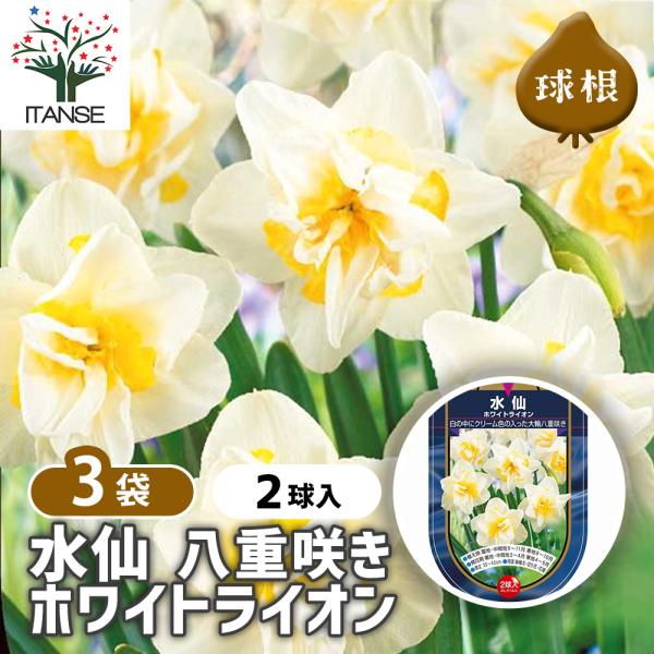【品種特徴】ホワイトライオンは、白色の花びらに、黄色の短い花弁が幾重にも重なり合う華やかな八重咲きが特徴の水仙です。草丈は30〜40cm程度で、秋に植え付けて春に開花します。花径が10cm程の大輪系で、「ライオンのたてがみ」のようなふわふわ...