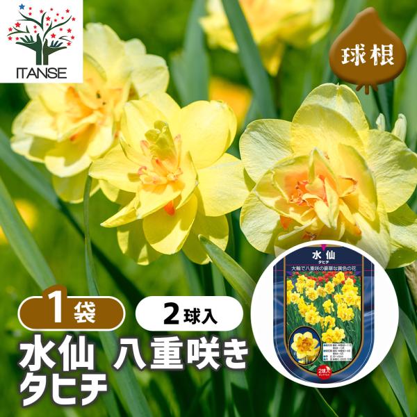【品種特徴】タヒチは、外側の黄色い花びらに、オレンジ色の内側の副花冠(副花弁)が特徴の八重咲き水仙です。草丈は30〜45cm程度で、秋に植え付けて春に開花します。花径が10cm程の大輪系で、中央のオレンジ色が目を引きます。ほのかな香りも楽し...