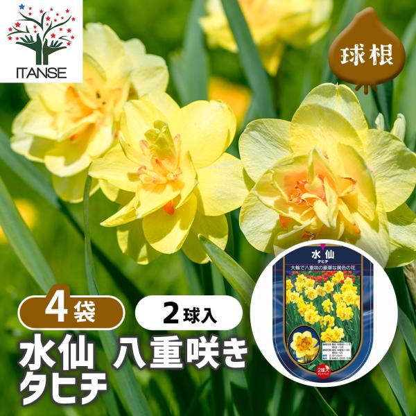 【品種特徴】タヒチは、外側の黄色い花びらに、オレンジ色の内側の副花冠(副花弁)が特徴の八重咲き水仙です。草丈は30〜45cm程度で、秋に植え付けて春に開花します。花径が10cm程の大輪系で、中央のオレンジ色が目を引きます。ほのかな香りも楽し...