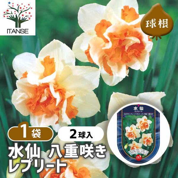 【品種特徴】レプリートは、外側の白い花びらに、オレンジ〜サーモンピンクの内側の副花冠(副花弁)が特徴の八重咲き水仙です。草丈は30〜40cm程度で、秋に植え付けて春に開花します。花径が10cm程の大輪系で、中央のオレンジ〜サーモンピンクが目...