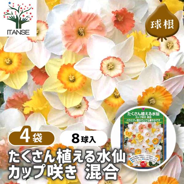 ※球数の内訳はなく、ランダムに詰め合わせておりますので品種指定などはできません。 【品種特徴】 カップ咲きの水仙をあつめたバラエティ豊かなパックです。 とても華やかで花壇やお庭を彩ります。【検索キーワード】たくさん植える水仙 カップ咲き 混...