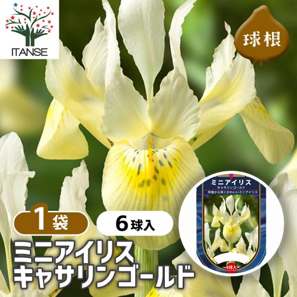 【品種特徴】キャサリンゴールドは、早春にやわらかな黄色の花を咲かせる人気品種です。草丈は10〜15cmほどとコンパクトで、花径は5〜7cmと存在感があります。花弁の中心には淡いクリーム色やオレンジが差し、上品で明るい雰囲気を楽しめます。耐寒...