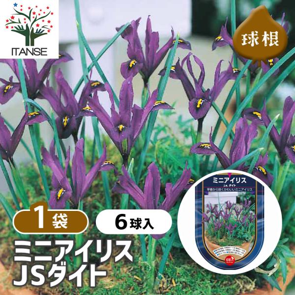 【品種特徴】JSダイトは、早春に濃い紫色の花を咲かせる人気の品種です。草丈は10〜15cmほどとコンパクトながら、花径は5〜7cmと大きめで存在感があります。花弁には黄色や白の筋模様が入り、鮮やかな色彩が春の訪れを華やかに告げます。耐寒性が...