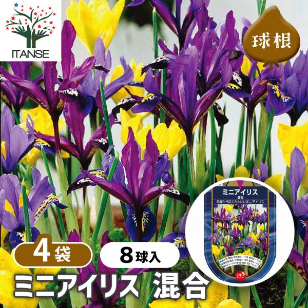 ※球数の内訳はなく、ランダムに詰め合わせておりますので品種指定などはできません。 【品種特徴】 ミニアイリスの紫色・青色・黄色の花をまとめました。 草丈は10〜15cmほどとコンパクトで、花径は5〜7cmと存在感があります。 黄色い筋模様と...