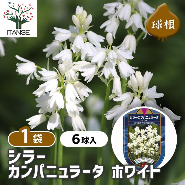 【品種特徴】 シラー・カンパニュラータは、小さなベル状の花を房状に咲かせる早春の球根植物です。 花の形が鈴(カンパニュラ)に似ていることから名前がついており、草丈は15〜25cm程度で、鉢植えや花壇、ロックガーデンの前列にも適しています。 ...