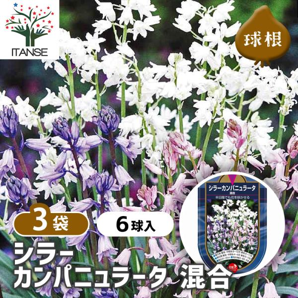 ※球数の内訳はなく、ランダムに詰め合わせておりますので品種指定などはできません。【品種特徴】シラー・カンパニュラータは、小さなベル状の花を房状に咲かせる早春の球根植物です。花の形が鈴(カンパニュラ)に似ていることから名前がついており、草丈は...