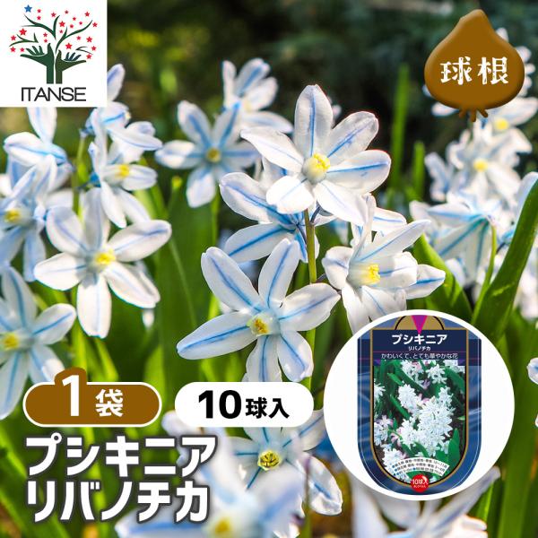 【品種特徴】 プスキニアは、早春、まだ寒さが残るころから咲き出す、春の妖精のような花です。 ヒアシンスを小さく可憐にしたような姿と、透き通るような清楚な花色が魅力です。 花が白地に青い筋が入るプシュキニア・スキロイデス(Puschkinia...