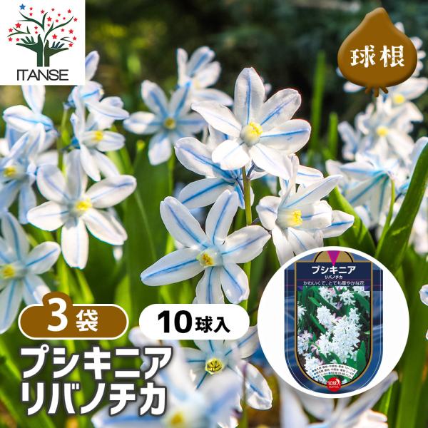 【品種特徴】 プスキニアは、早春、まだ寒さが残るころから咲き出す、春の妖精のような花です。 ヒアシンスを小さく可憐にしたような姿と、透き通るような清楚な花色が魅力です。 花が白地に青い筋が入るプシュキニア・スキロイデス(Puschkinia...