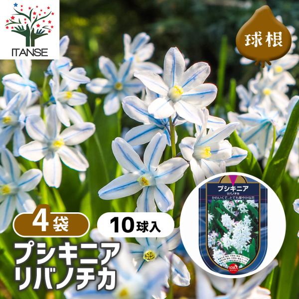 【品種特徴】 プスキニアは、早春、まだ寒さが残るころから咲き出す、春の妖精のような花です。 ヒアシンスを小さく可憐にしたような姿と、透き通るような清楚な花色が魅力です。 花が白地に青い筋が入るプシュキニア・スキロイデス(Puschkinia...