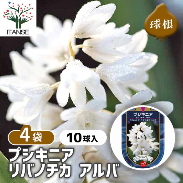 【品種特徴】 プスキニアは、早春、まだ寒さが残るころから咲き出す、春の妖精のような花です。 ヒアシンスを小さく可憐にしたような姿と、透き通るような清楚な花色が魅力です。 リバノチカ・アルバは、白色の花がとても華やかで魅力的です。【検索キーワ...