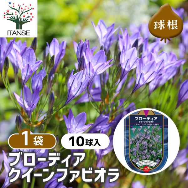 【品種特徴】クイーンファビオラは、淡いラベンダー色の花を穂状に咲かせる球根植物です。小さな花が密集して咲く姿は上品で、寄せ植えや花壇のアクセントに最適です。早春から開花を始め、花付きが良く、群生させると庭や鉢を華やかに彩ります。丈夫で植えっ...