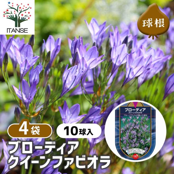 【品種特徴】 クイーンファビオラは、淡いラベンダー色の花を穂状に咲かせる球根植物です。 小さな花が密集して咲く姿は上品で、寄せ植えや花壇のアクセントに最適です。 早春から開花を始め、花付きが良く、群生させると庭や鉢を華やかに彩ります。 丈夫...