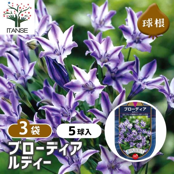 【品種特徴】 かわいい星型の花で青紫と白のコントラストが美しい。 1茎からたくさんの花を咲かせ、切り花にも最適です。 ルディはラクサの改良品種です。 秋植え球根としてはやや遅咲きで、花色は白く花弁中央に濃い青紫のラインが入るのが特徴です。 ...