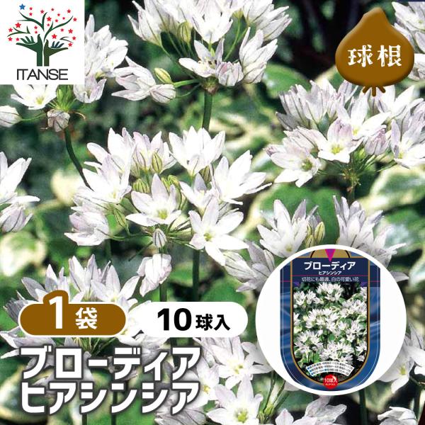 【品種特徴】ヒアシンシアは、清楚で上品な花姿が魅力の球根植物です。日当たりと水はけの良い場所を好み、開花時期には白色の漏斗状の花が多数集まった傘状の花序を形成します。庭植え、鉢植え、切り花など多用途に利用可能で、特に切り花として人気がありま...