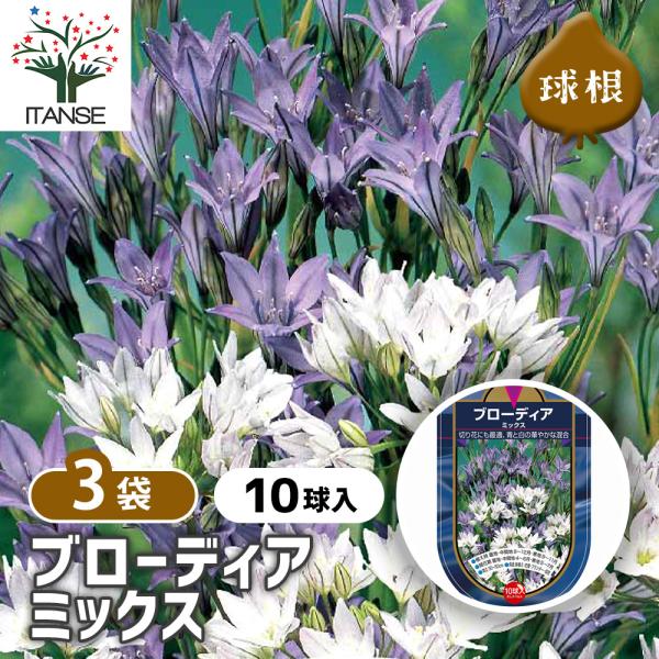 ※品種・花色の内訳はなく、ランダムに詰め合わせておりますので品種・花色指定などはできません。 ※パッケージ通りのお花が咲くわけではございません。予めご了承ください。【品種特徴】青紫色と白色の花が咲く2色混合のブローディアパックです。1つのパ...