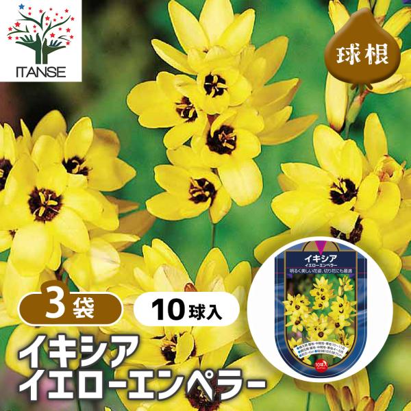 【品種特徴】 イエローエンペラーは、鮮やかな黄色の花が印象的な球根植物です。 花は中心部に赤褐色のアクセントが入り、ひとつの花茎に複数の花が咲きそろうことで、華やかで明るい雰囲気を演出します。 草丈は約30〜40cmで、鉢植えや花壇の前列に...