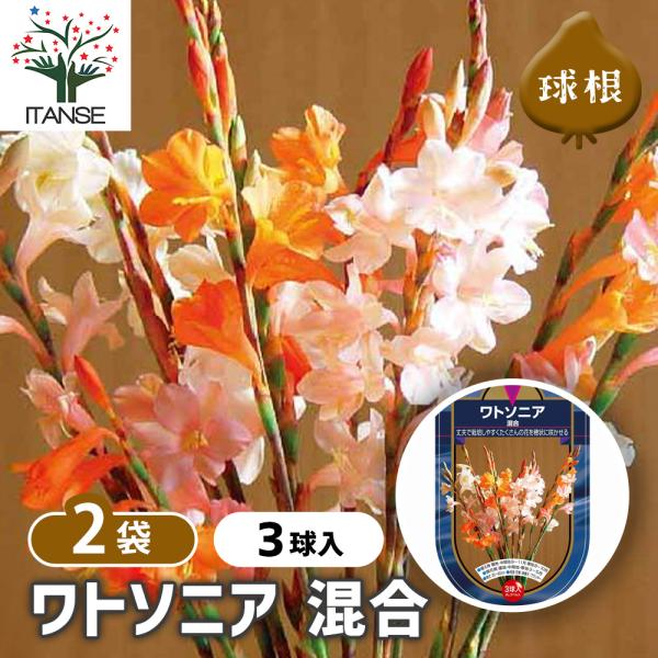 ※品種・花色の内訳はなく、ランダムに詰め合わせておりますので品種・花色指定などはできません。 ※パッケージ通りのお花が咲くわけではございません。予めご了承ください。【品種特徴】ワトソニアは、南アフリカ原産のアヤメ科ワトソニア属の秋植え球根で...