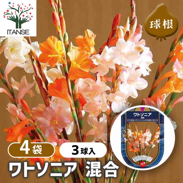※品種・花色の内訳はなく、ランダムに詰め合わせておりますので品種・花色指定などはできません。 ※パッケージ通りのお花が咲くわけではございません。予めご了承ください。【品種特徴】ワトソニアは、南アフリカ原産のアヤメ科ワトソニア属の秋植え球根で...
